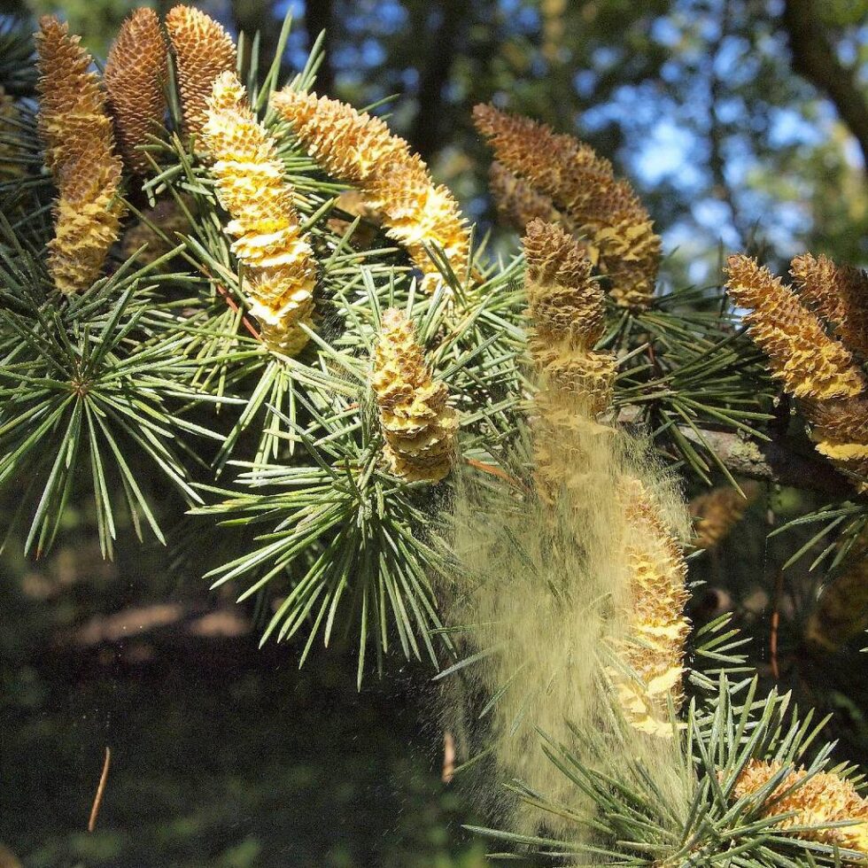 Pollinisation du cèdre - Vert d'Horizon
