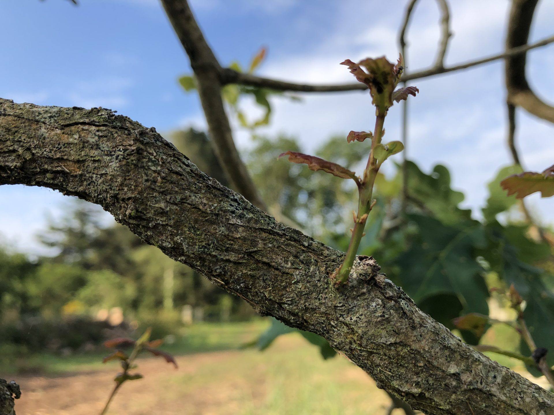 Le bourgeon latent - Vert d'Horizon
