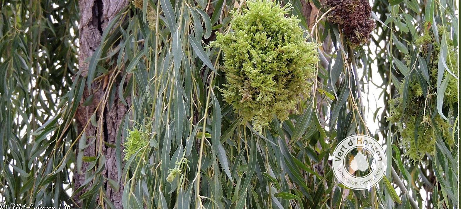 Galle de l'arbre - Vert d'Horizon