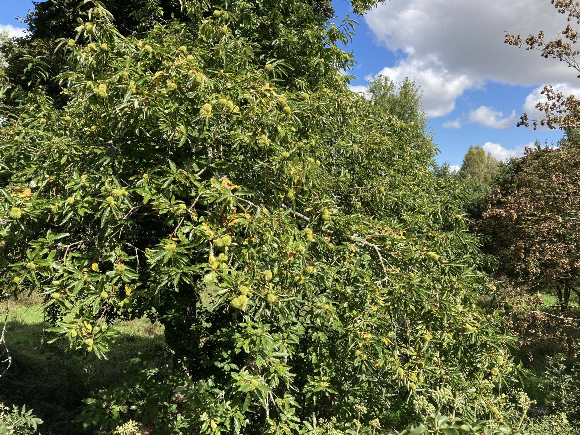 Le châtaigner - Vert d'Horizon