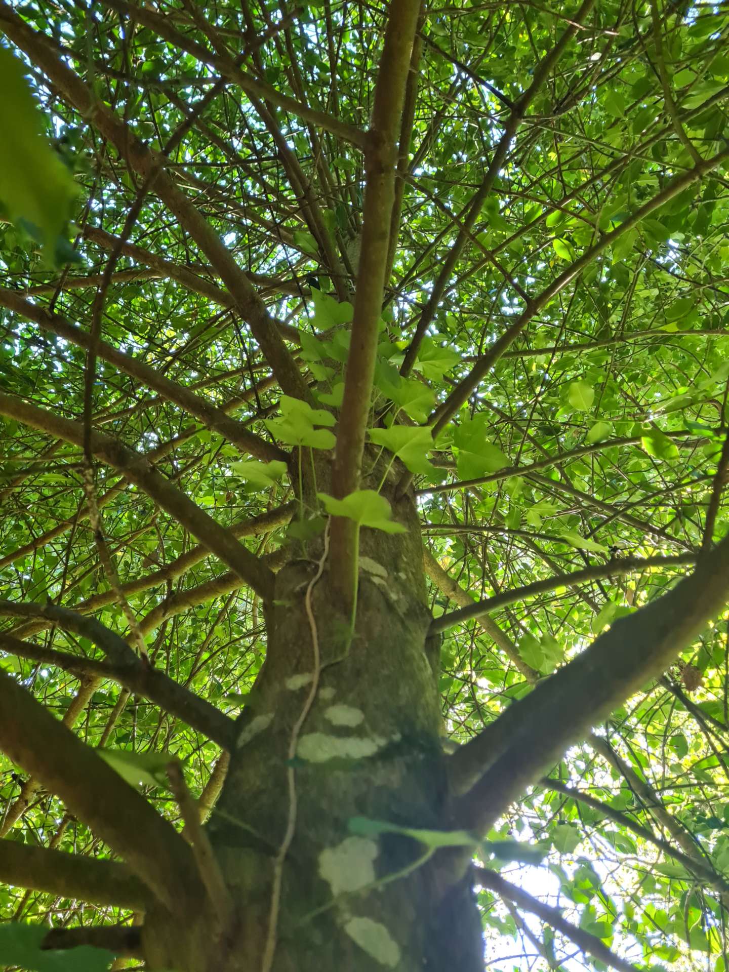 La phyllotaxie - Vert d'Horizon