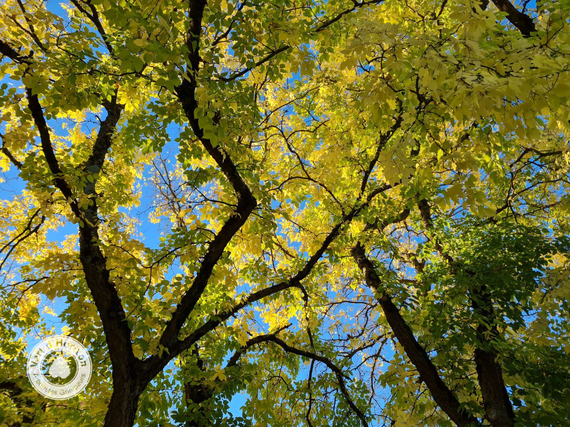 feuilles d'automne - Vert d'Horizon