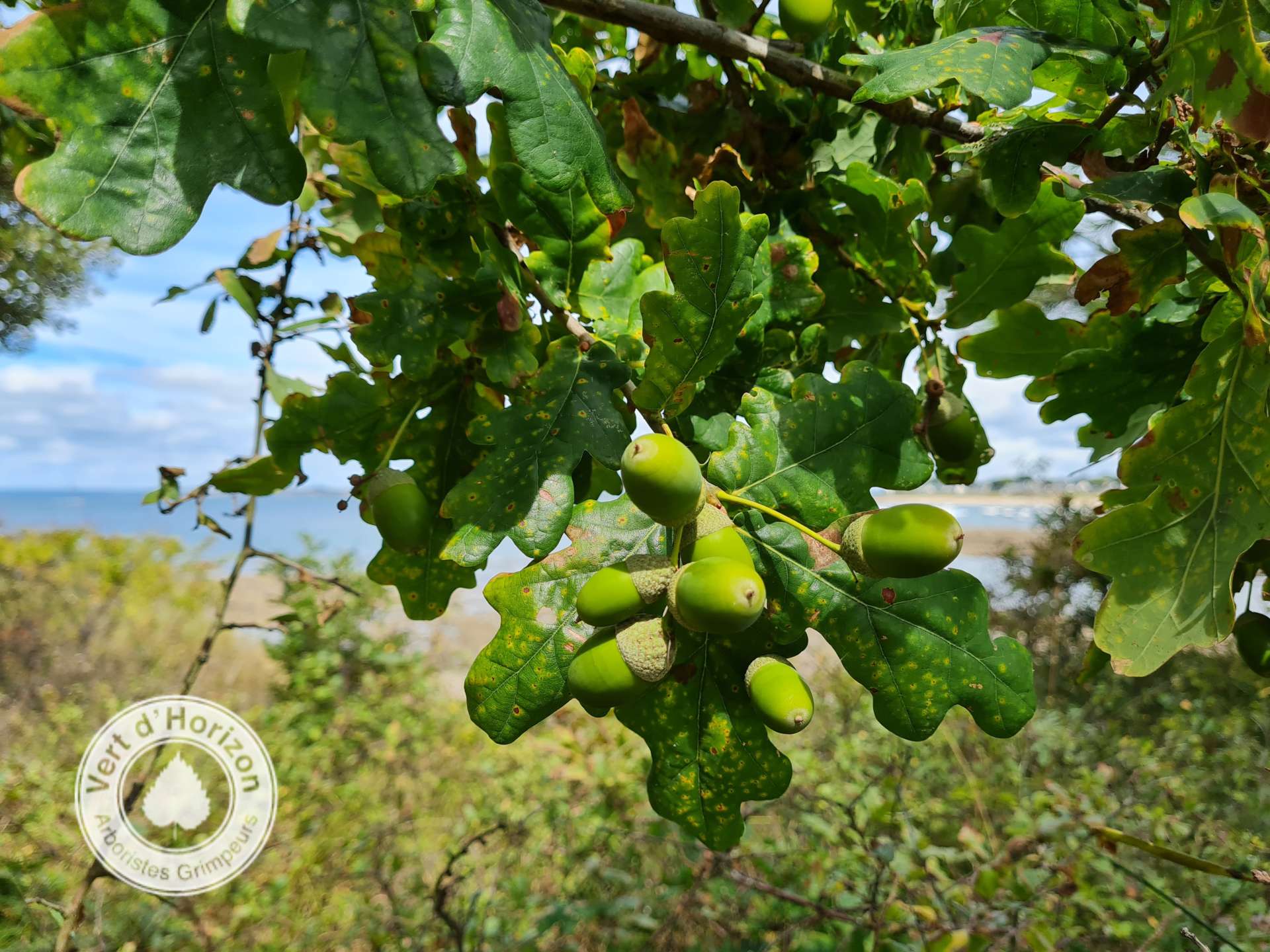 L'arbre monoïque ou dioïque - Vert d'Horizon