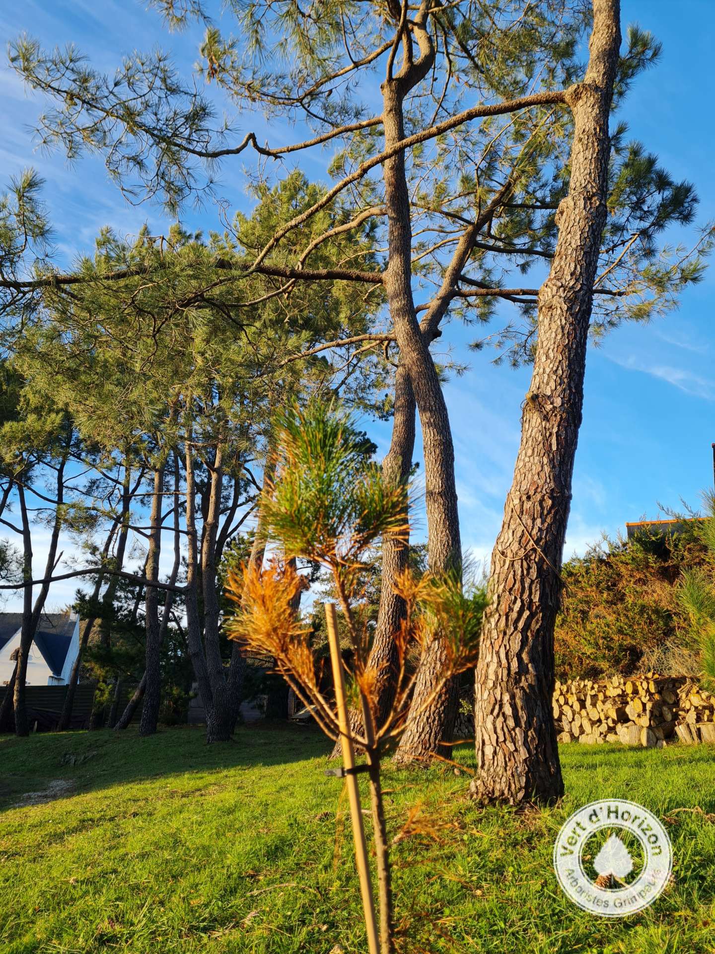 L'hiver doux - Vert d'Horizon