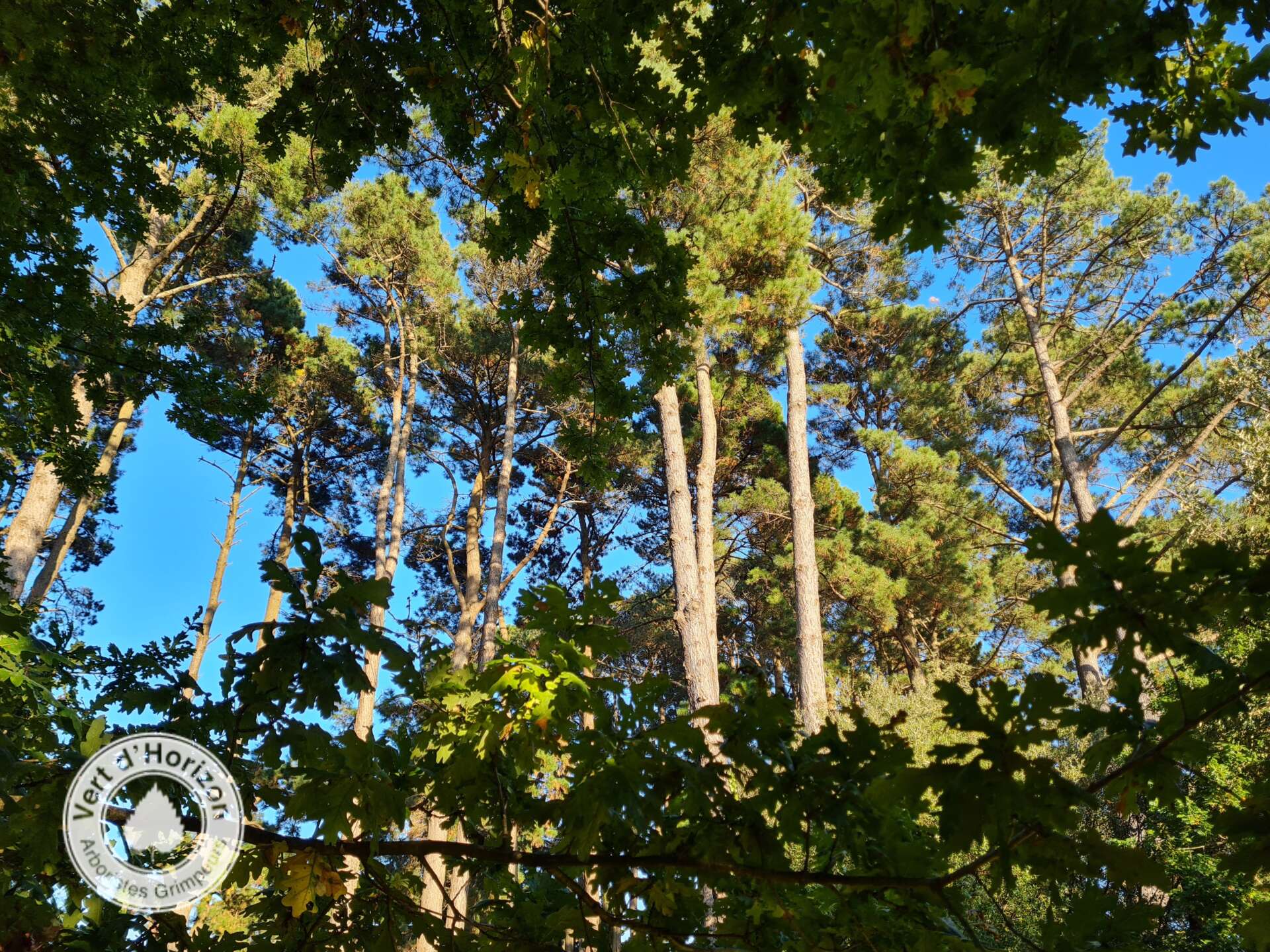 L'arbre et l'oiseau - Vert d'Horizon