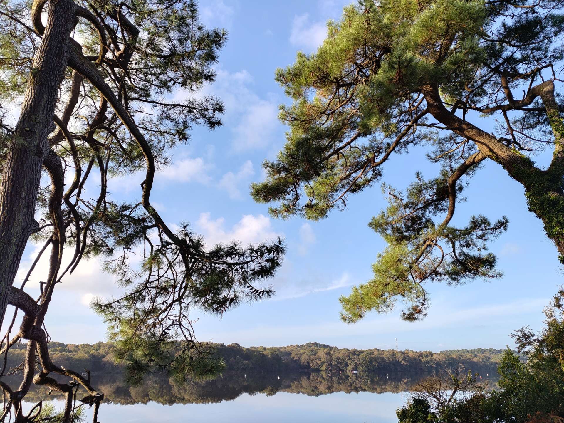 L'odeur du pin ! - Vert d'Horizon